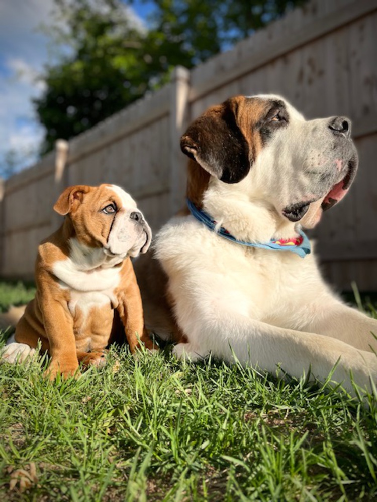 Cudahy Veterinary Clinic on Packard Ave in Cudahy, WI - 414-762-5650 ...